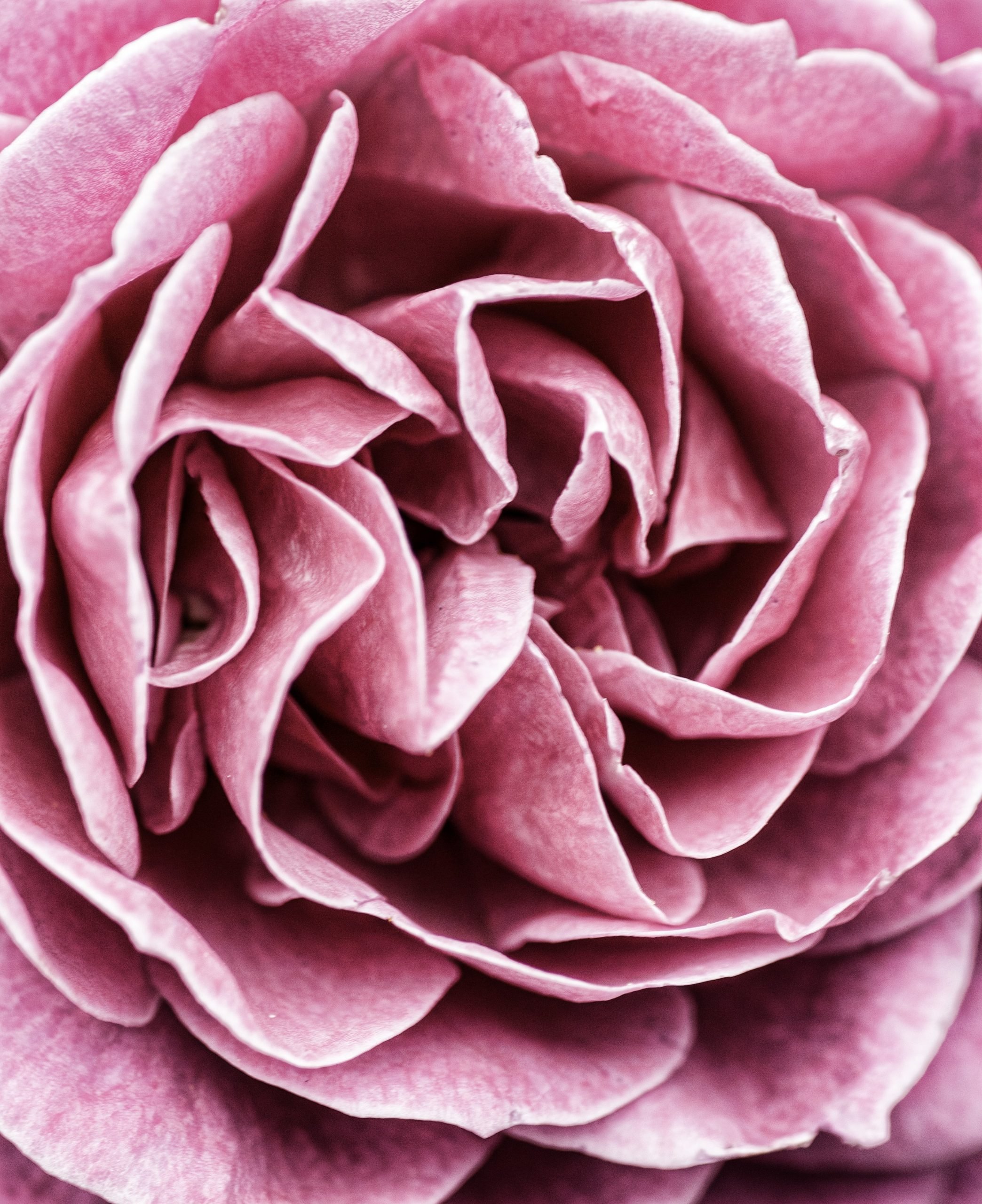 Poster Blommor - Rosa Pion - Art'n'Design